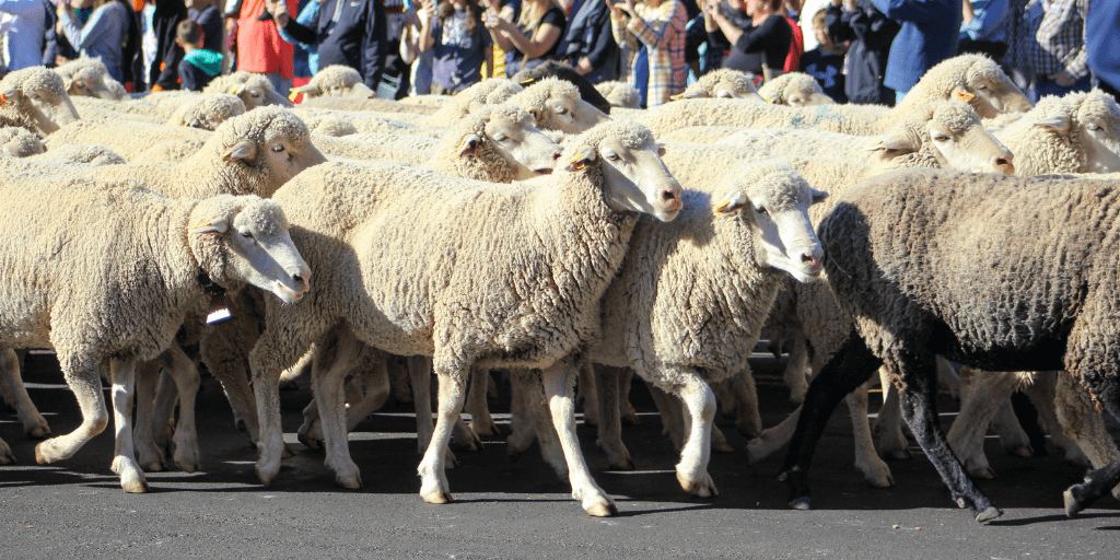 Oh Sheep! – Celebrating the Cedar Livestock & Heritage Festival
