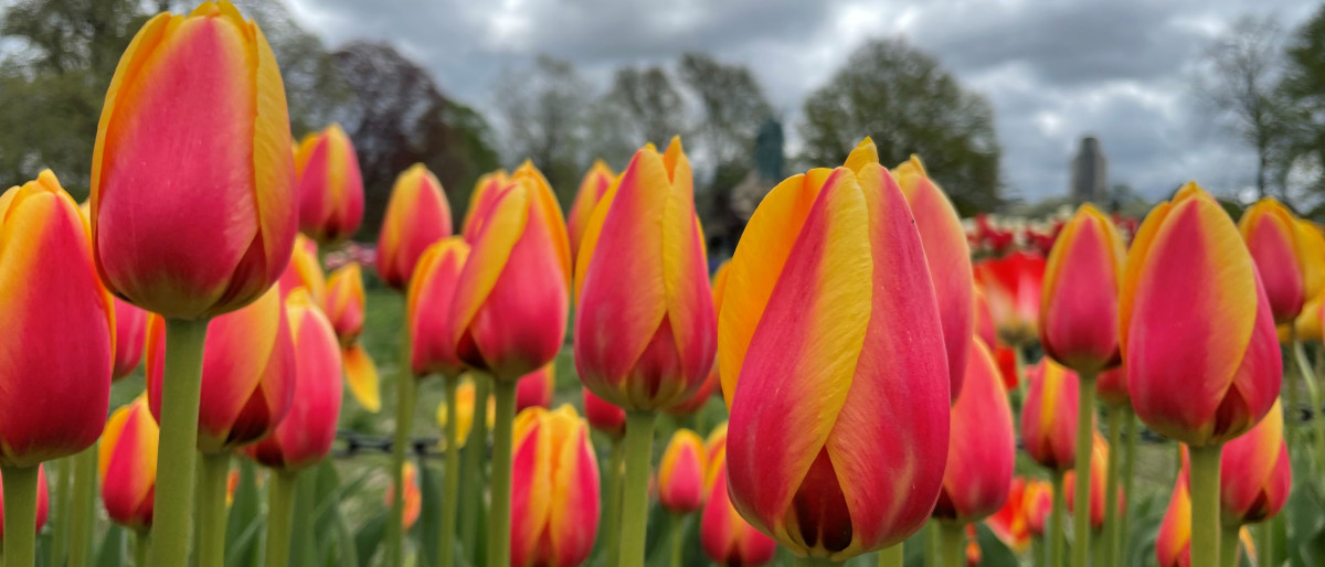 Enjoy Tulip Photos Shared with #518TulipTracker on Social Media