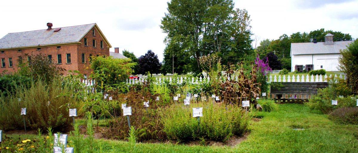 Albany County is Buzzing about National Pollinators Week