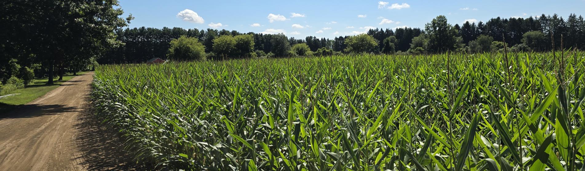 fall corn field
