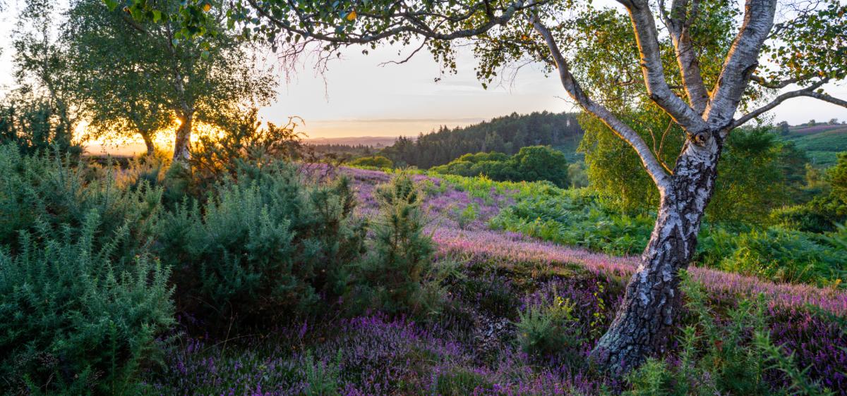 Habitats Of The New Forest Woodland Heathland