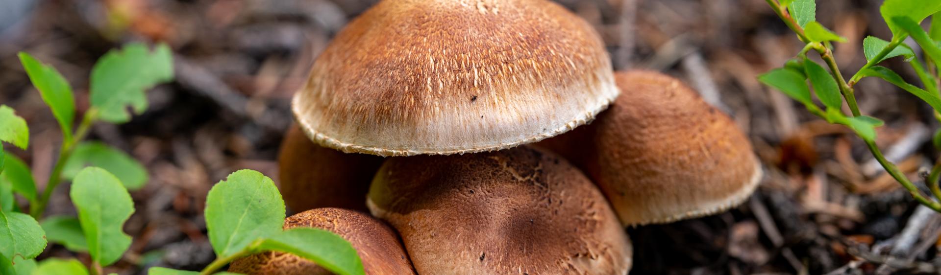 how to grow psychedelic mushrooms colorado