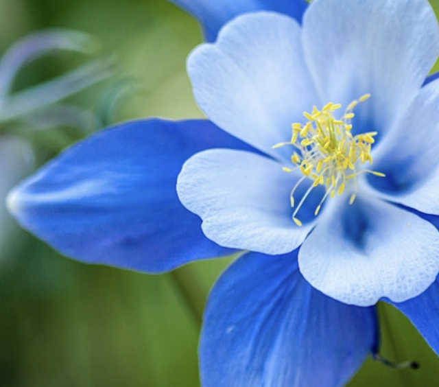 Plant ID Using Dichotomous Keys in Rocky Mountain National Park