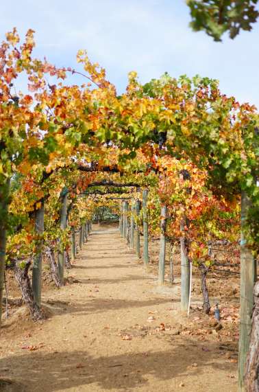 Temecula Valley, CA Visitors Guide To Hotels, Wineries, & Things To Do