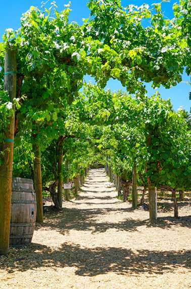 Temecula Valley, CA Visitors Guide To Hotels, Wineries, & Things To Do