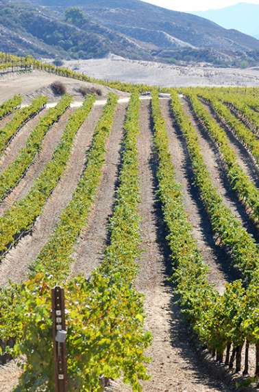 September is Wine Month in Temecula Valley | Visit Temecula Valley