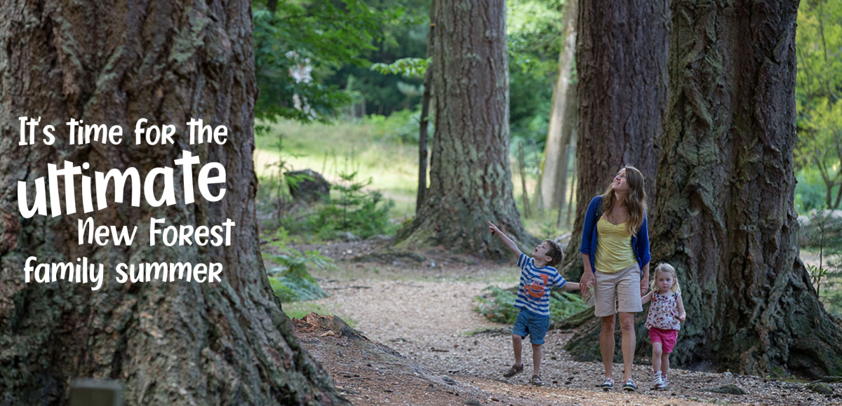 Things to Do New Forest - The New Forest