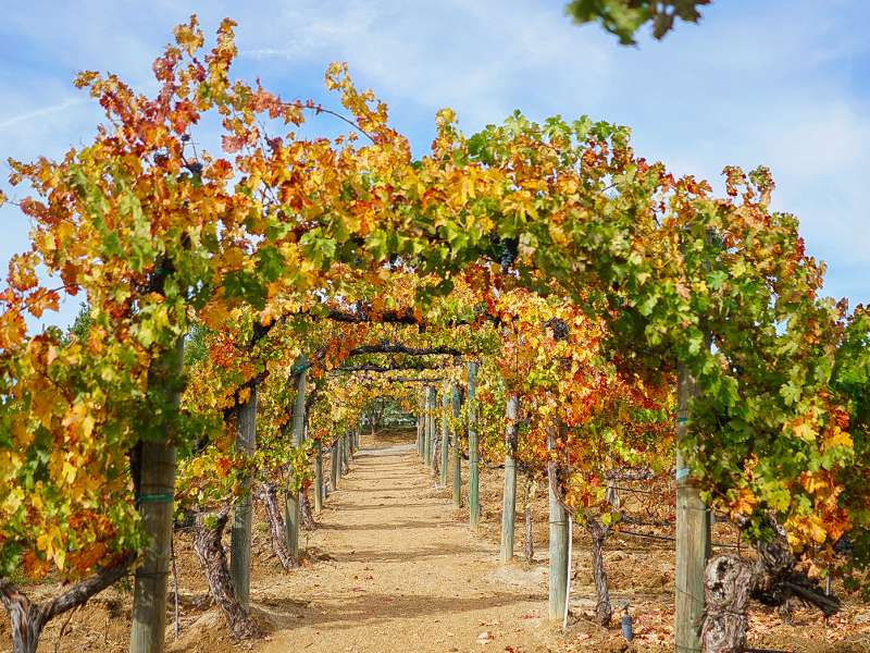 September Is Wine Month In Temecula California | Visit Temecula Valley