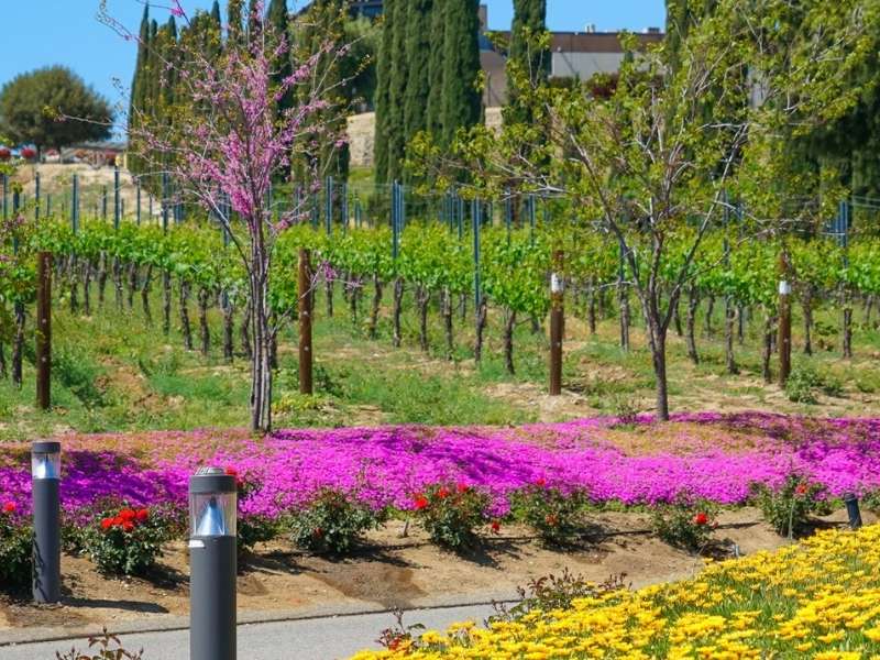 Temecula Valley Guide To Wineries, Hotels & Things To Do
