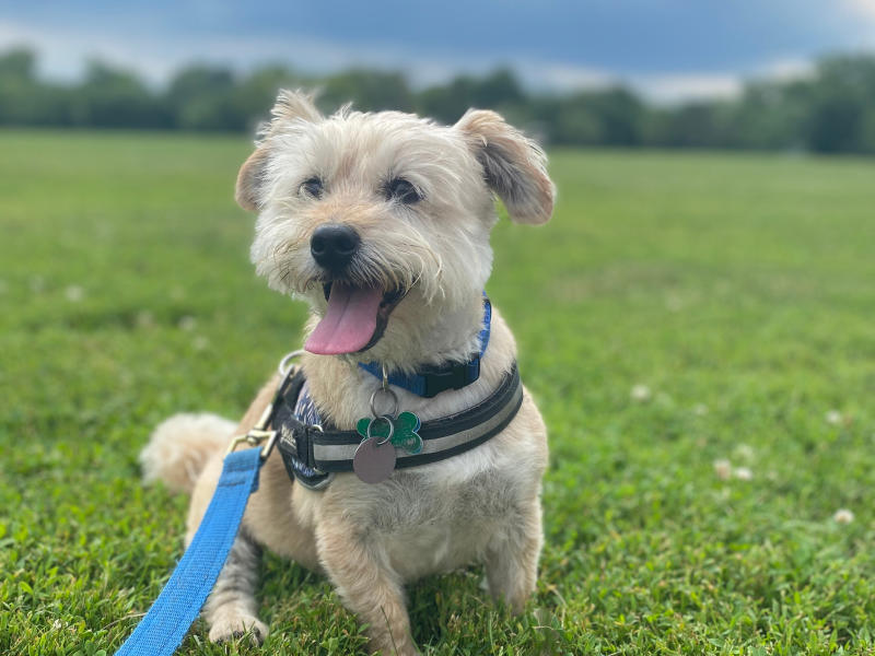 Celebrating National Dog Day in Columbus