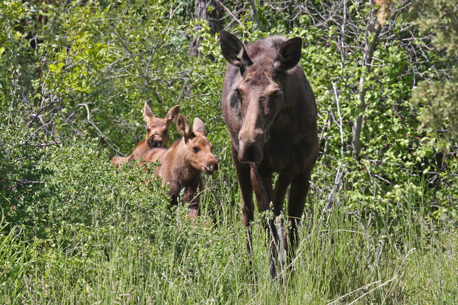 Discover Moose on the Grand Mesa