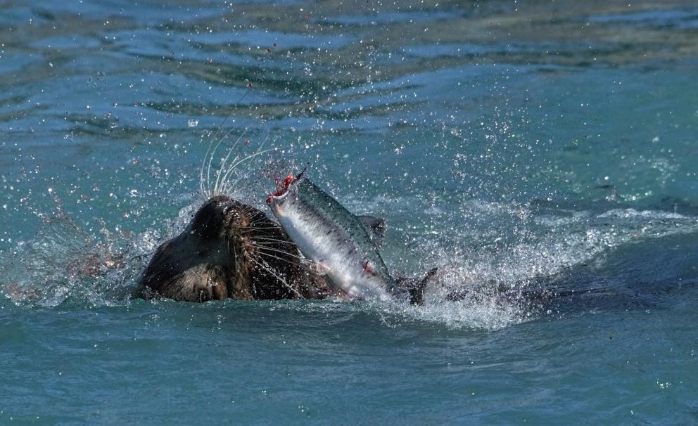 solomon fish hatchery