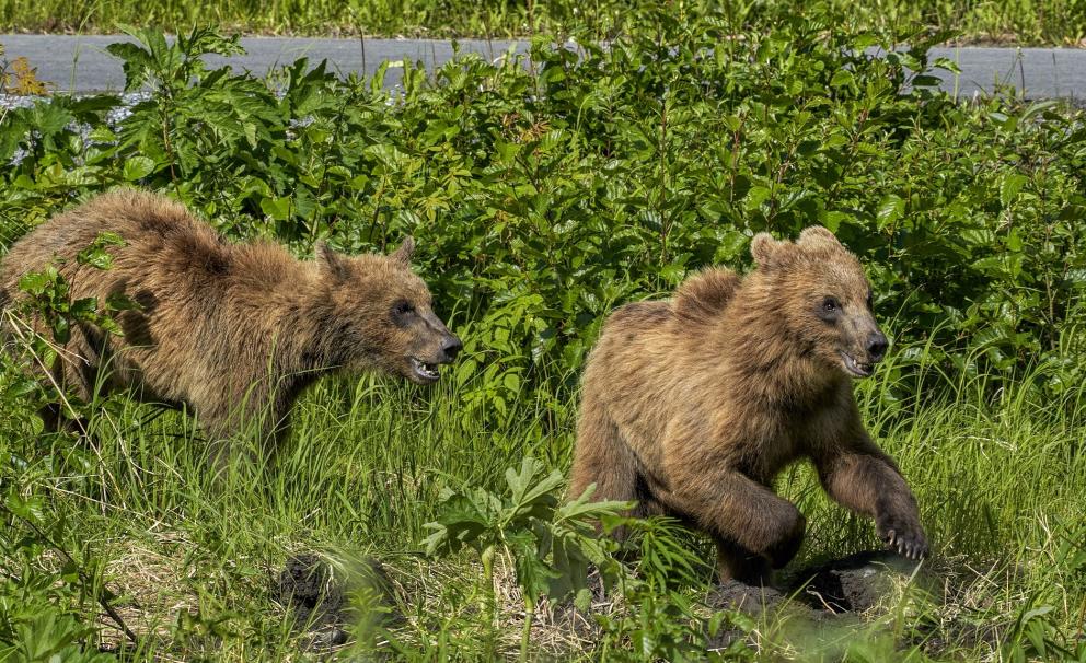 interior lowlands animals