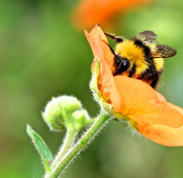 Howell Woods Environmental Learning Center