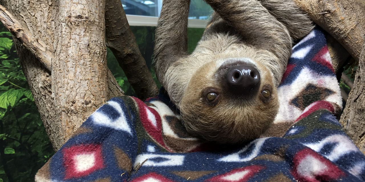 Uniquely Wichita: An up-close encounter with a sloth at Tanganyika ...