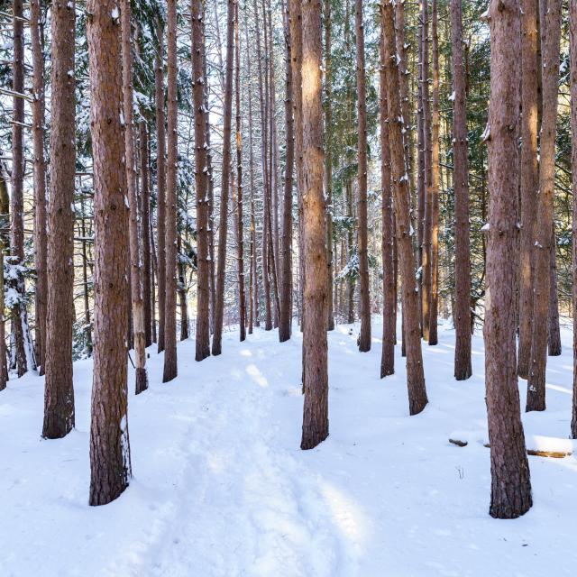 another pine forest winter