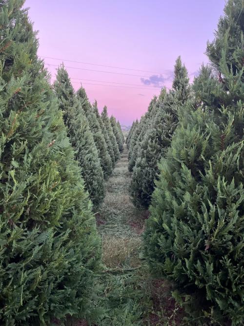 8 Things to do over Thanksgiving Break in York County, SC