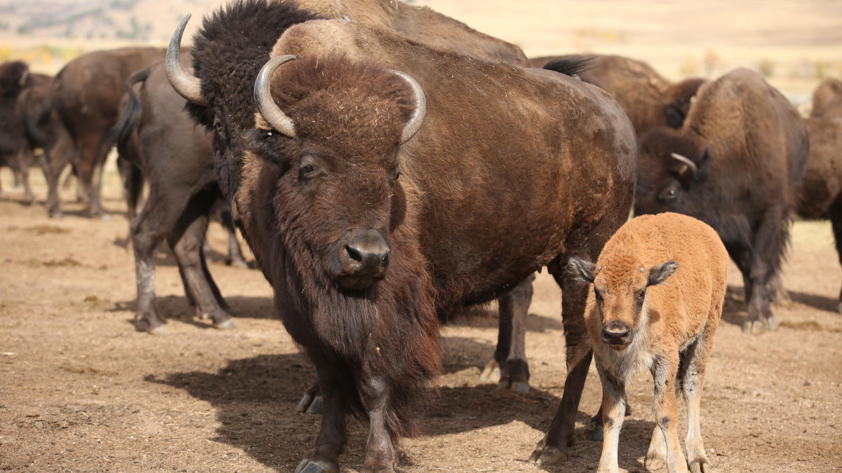 Custer State Park Buffalo Roundup: Visitor Tips & Experience Guide ...