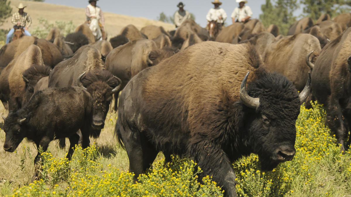 Custer State Park Buffalo Roundup: Visitor Tips & Experience Guide ...