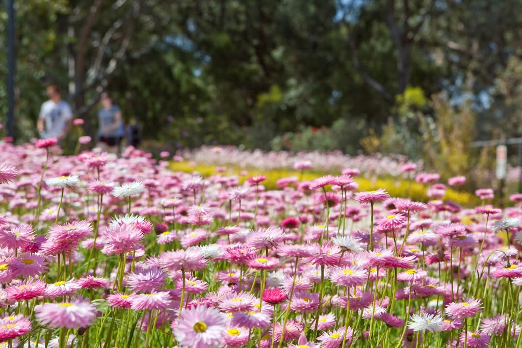 10 of the Best Wildflower Hotspots in Perth in 2024