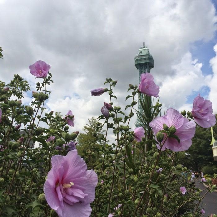An Insider's Guide to Kings Island