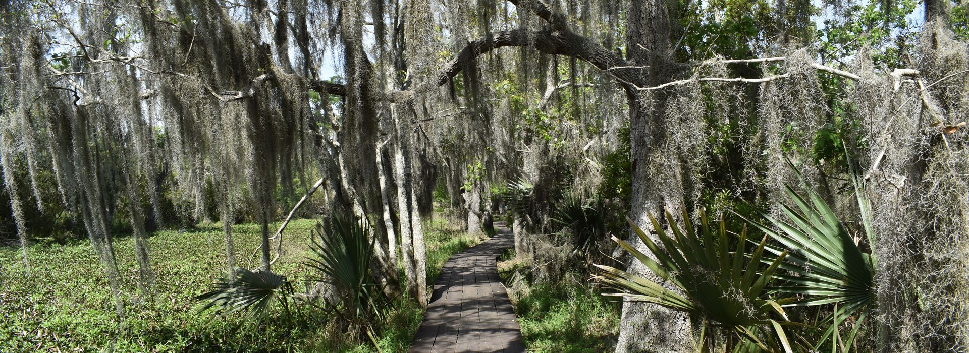 Hiking Near New Orleans | Barataria Preserve