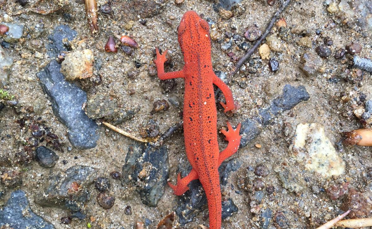 Top Ten Reasons to Hike in Spring