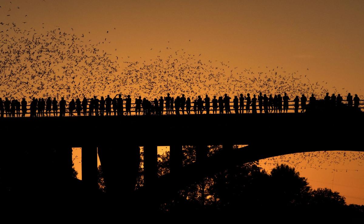 Come See the World’s Largest Urban Colony of Bats During Peak Season in ...