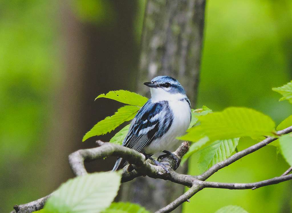 Birds in Rhode Island | A Fall Season Birding Guide