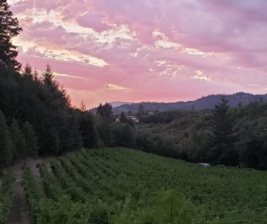 Napa Valley’s Micro-Producers & Boutique Wineries: Where Every Bottle ...