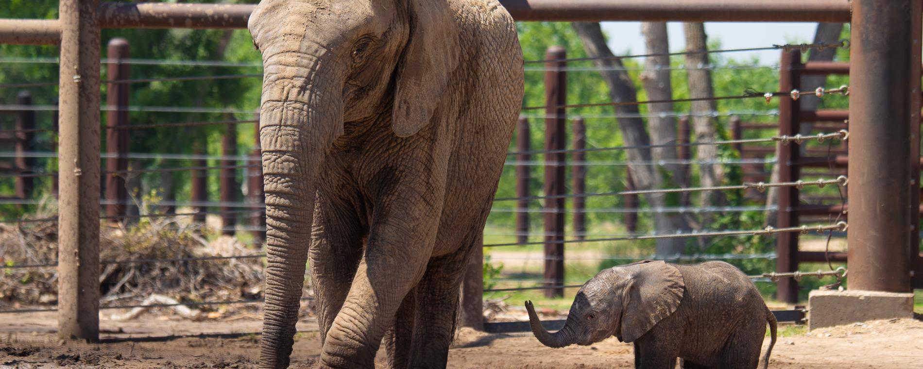 Elephants And Their Calves
