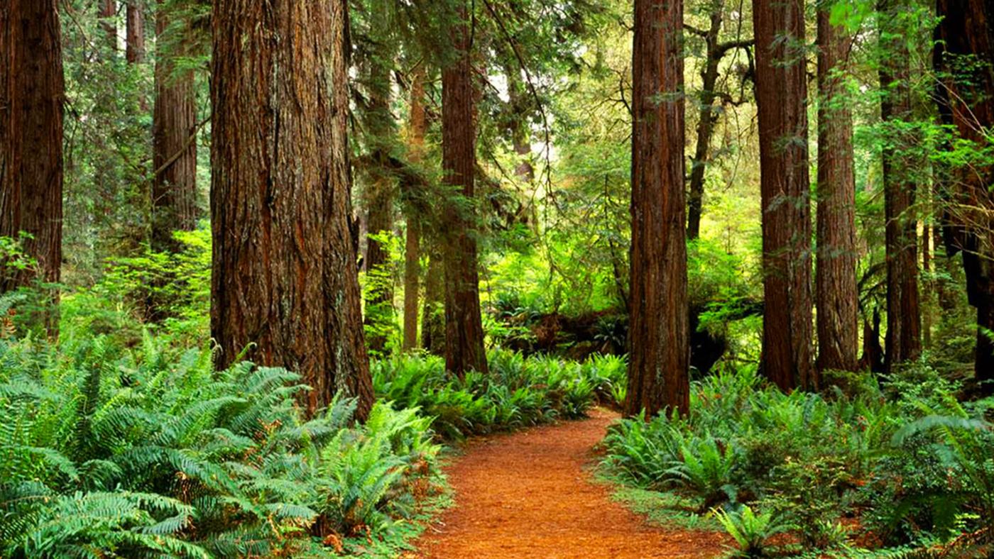 Redwood Coast Photos & Video