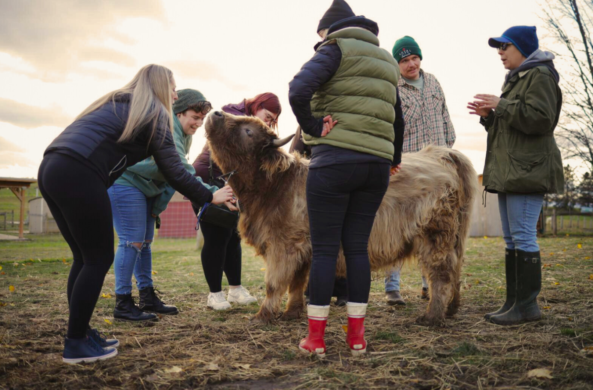 Micro-Highland Cow Experience