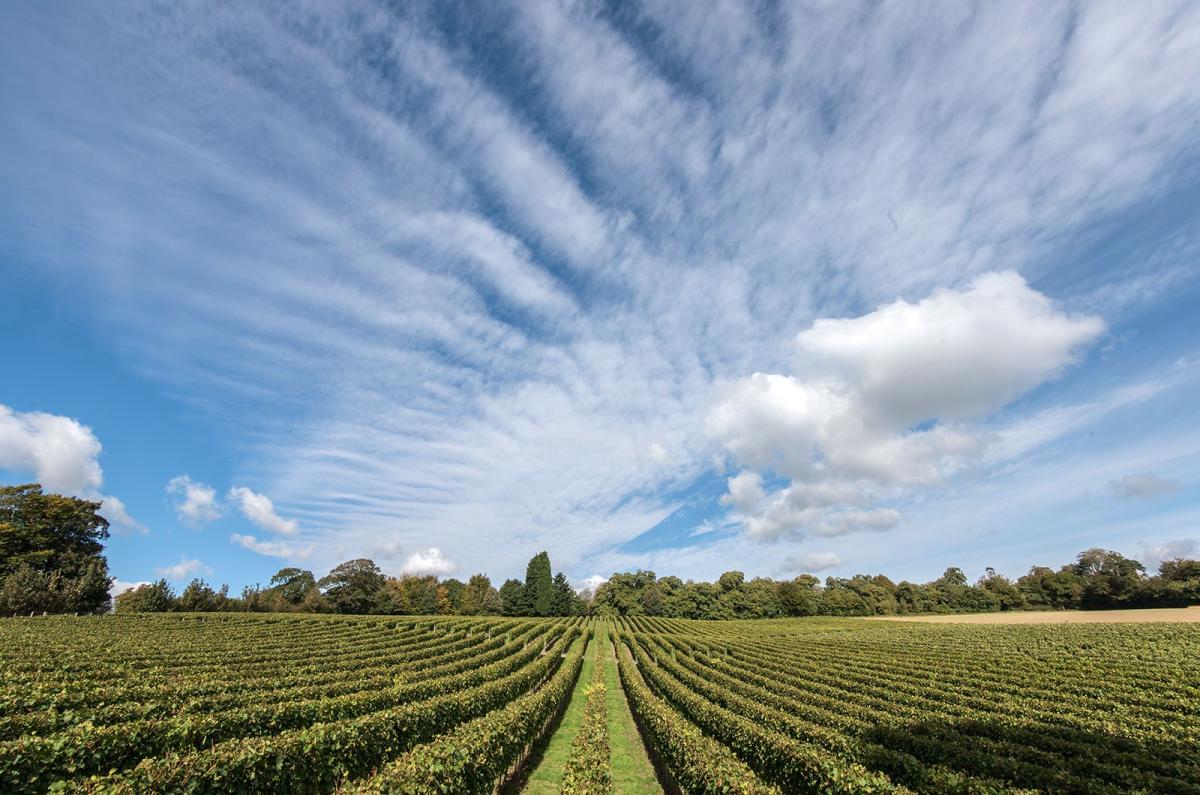 A guide to the Sussex vineyards that you can tour, taste and experience ...