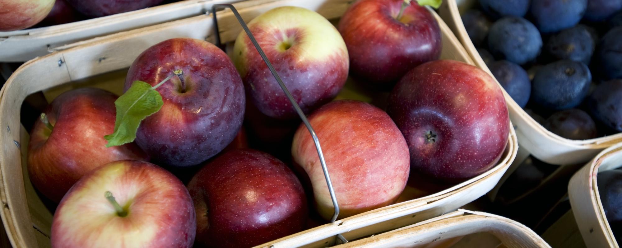 Apple Picking in New York | Things to Do in Fall in New York