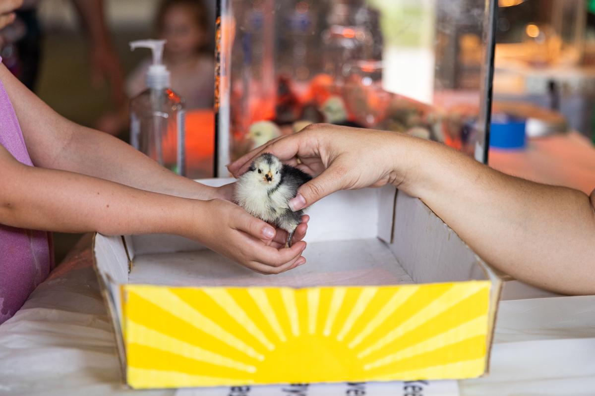 Best Animal Encounters & Petting Zoos in Northern Virginia