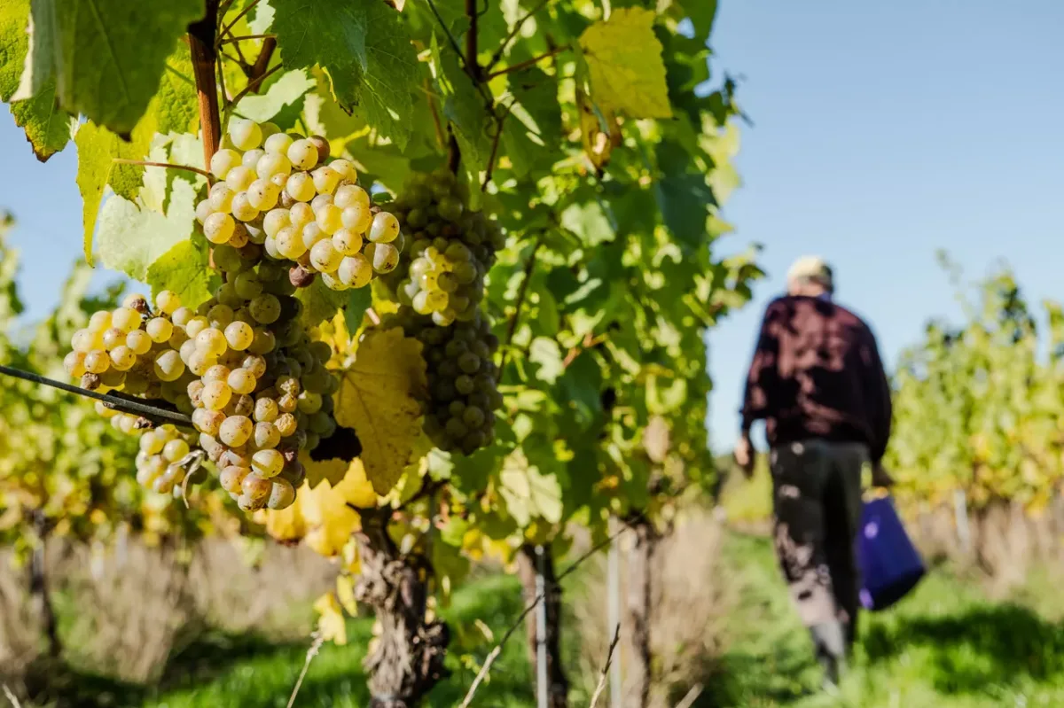 A guide to the Sussex vineyards that you can tour, taste and experience ...