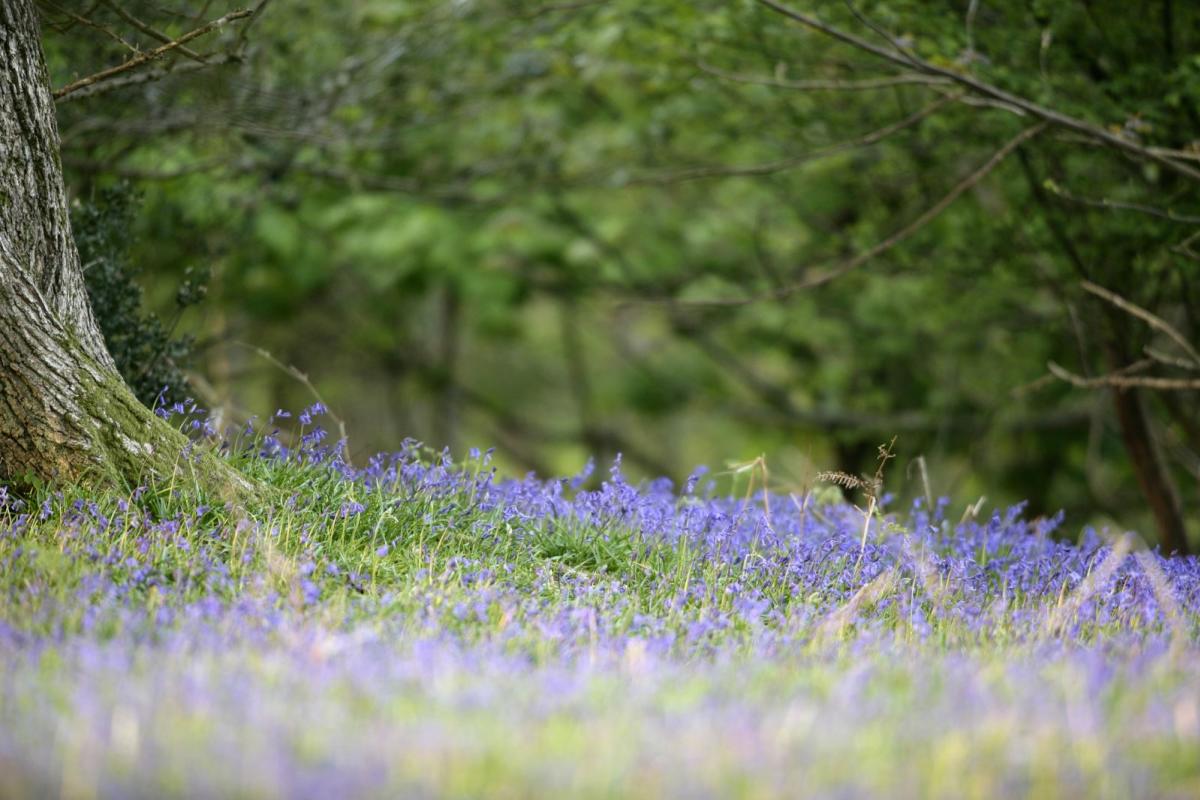How best to spend spring in the New Forest