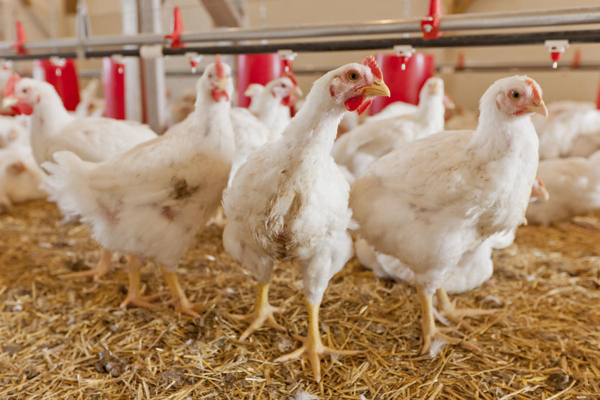 Orange Door Acres: Trading the City for the Back Roads to Raise Chicken ...