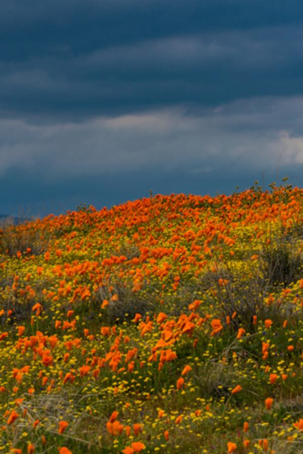 It's Poppy Season!