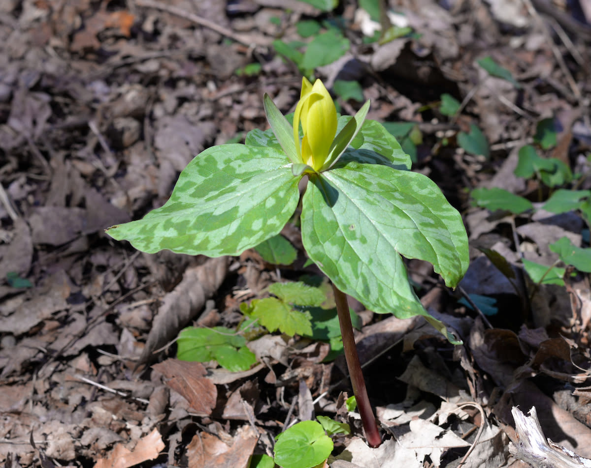 Wildflowers in the Smokies