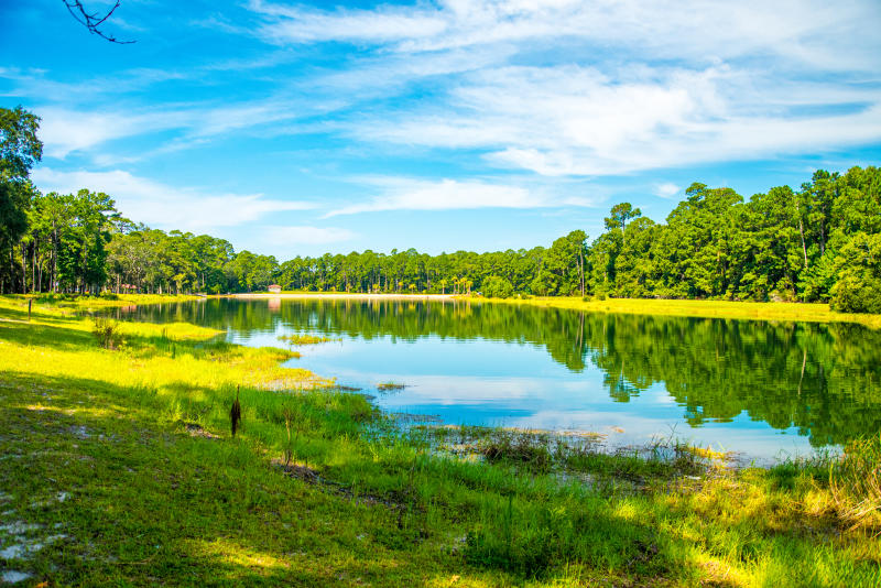 A Dog's Guide to Visiting the Golden Isles