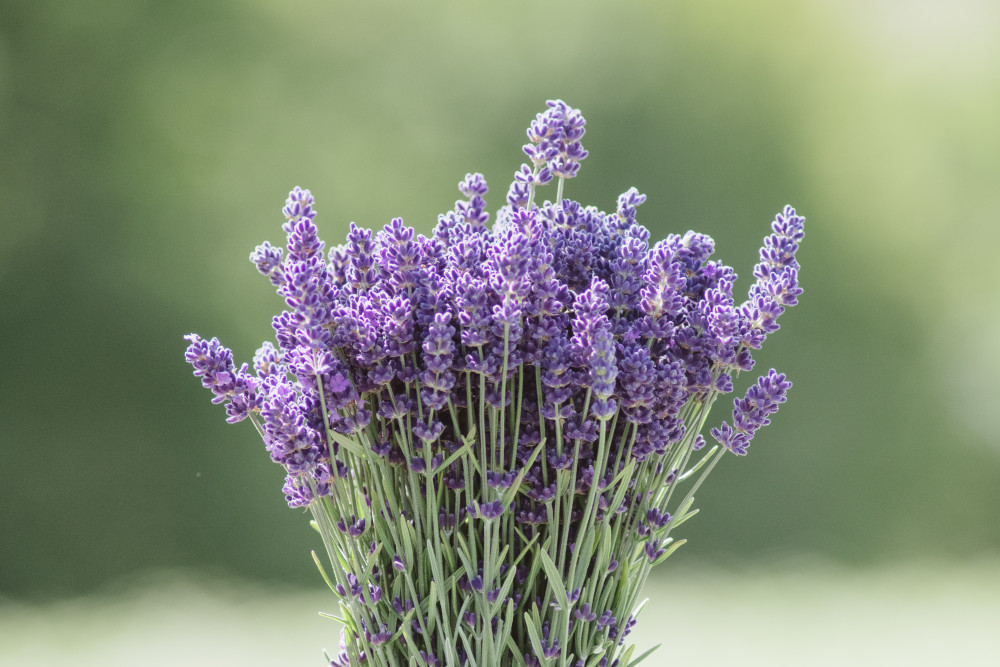 Slate Hill- Lavender Farm - Visit Schoharie County
