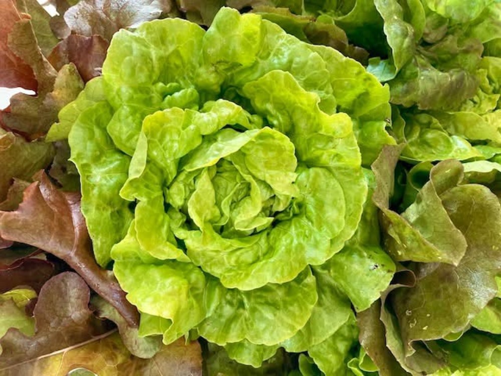 Heather Ridge Farm - Visit Schoharie County