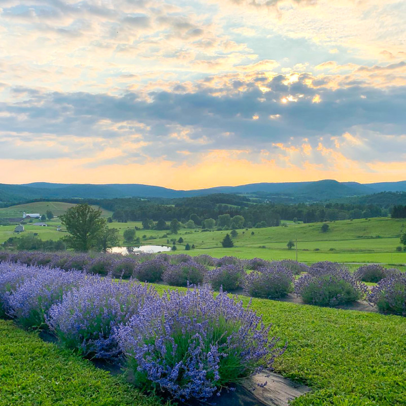 Slate Hill- Lavender Farm - Visit Schoharie County