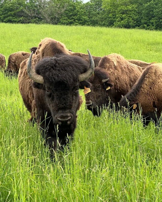 Bison Island Ranch - Visit Schoharie County