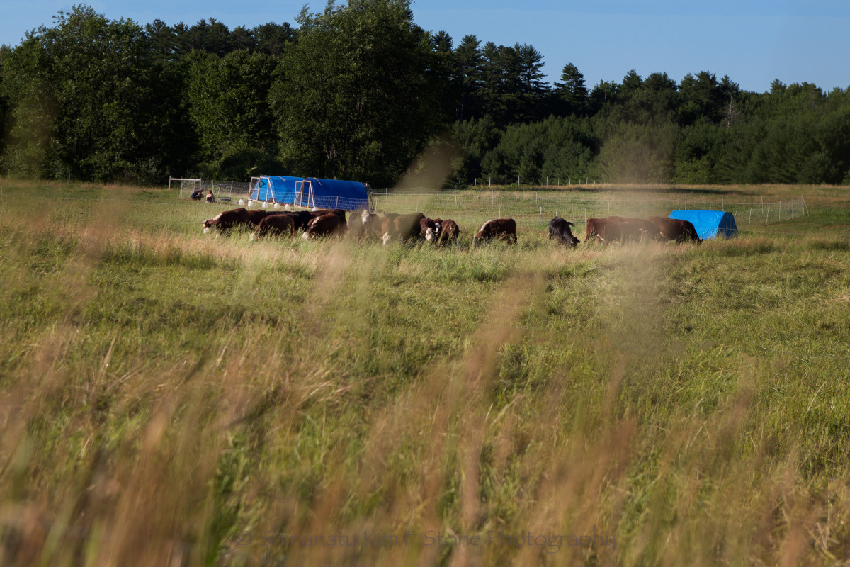 Potluck Pig Roast | Visit Maine