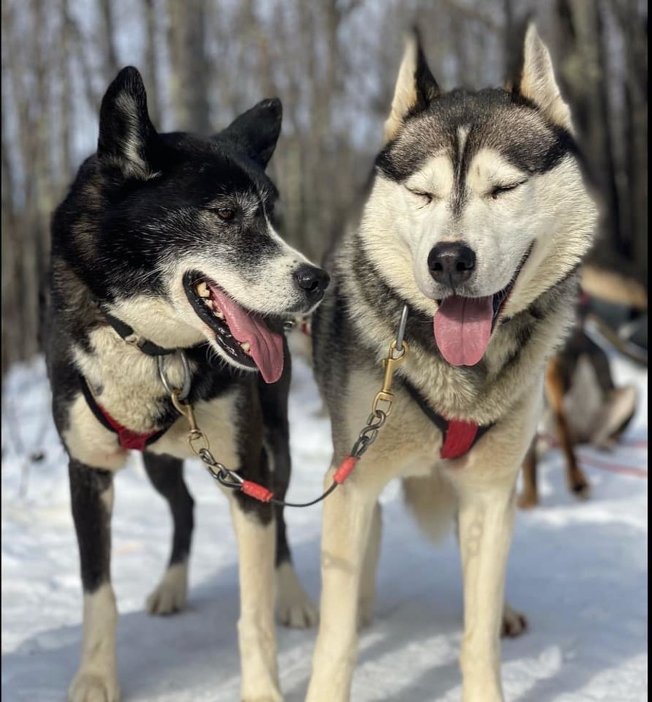 Ultimate Dog Sledding Experience | Visit Maine
