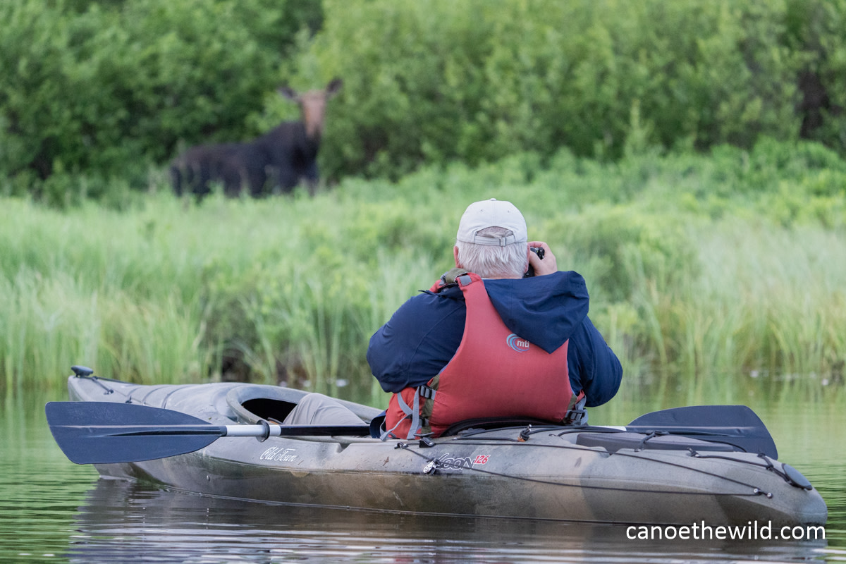 Moose and Wildlife Photography Adventure with Canoe the Wild | Visit Maine