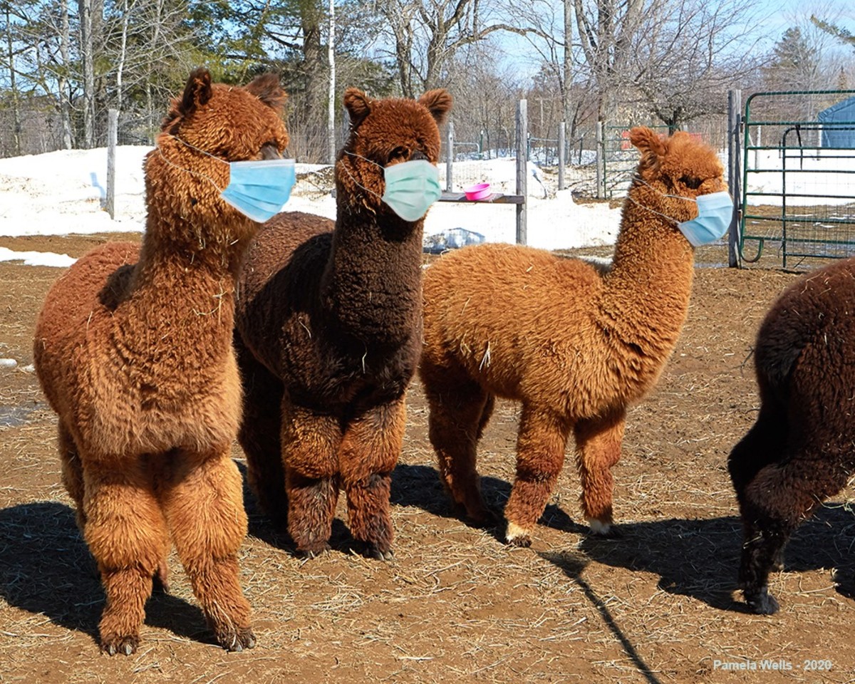 Northern Solstice Alpaca Farm - Maine Alpaca Experience | Visit Maine